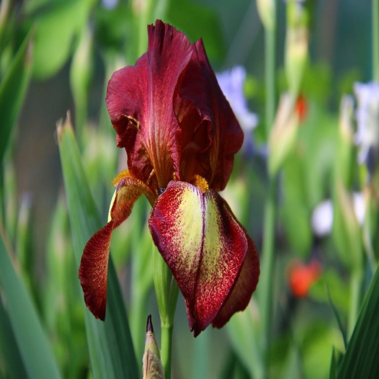 Iris Louisiana Ann Chowning – The Water Garden