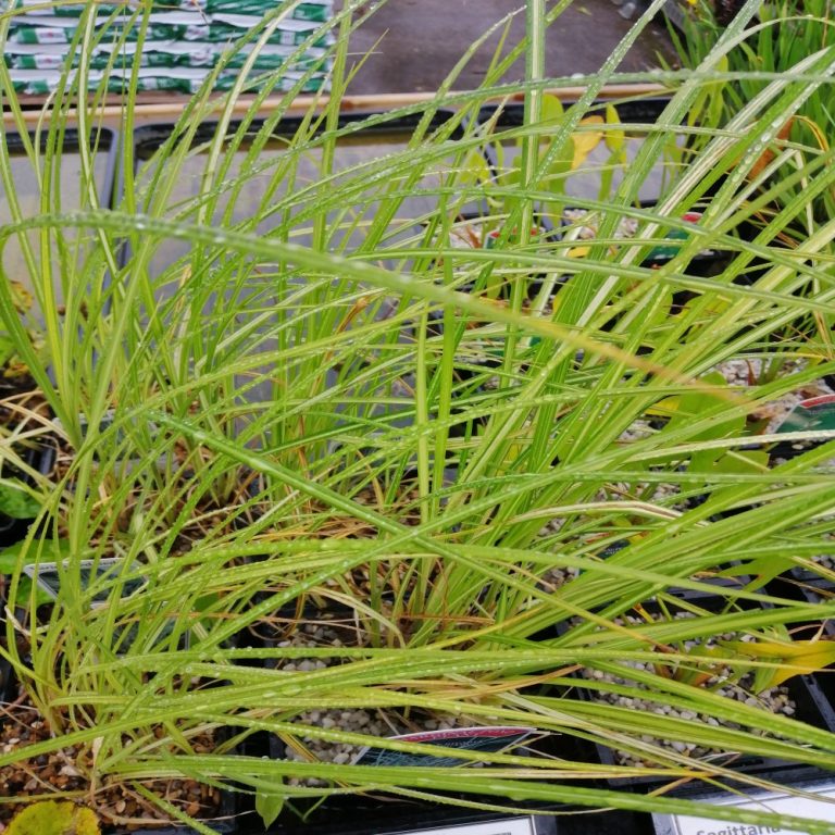 Carex Riparia Variegata – The Water Garden