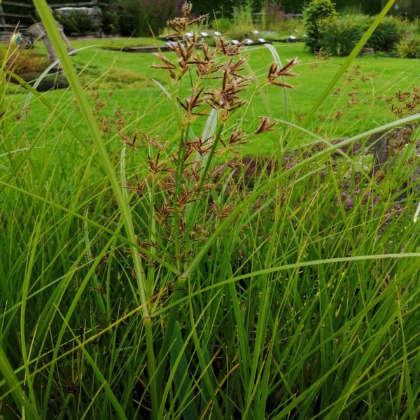 Cyperus Longus – The Water Garden