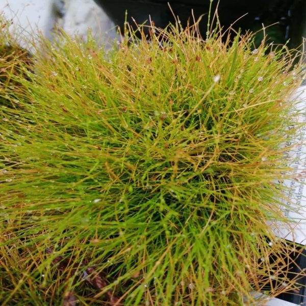 Eleocharis Acicularis – The Water Garden