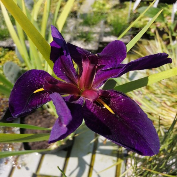 Iris Louisiana Black Gamecock – The Water Garden