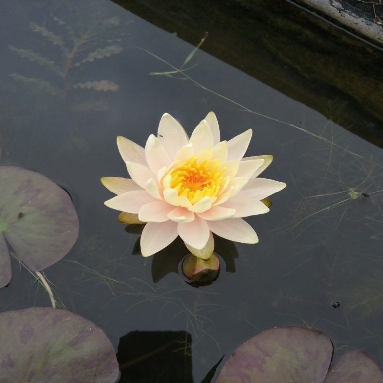 Nymphaea Texas Dawn – The Water Garden