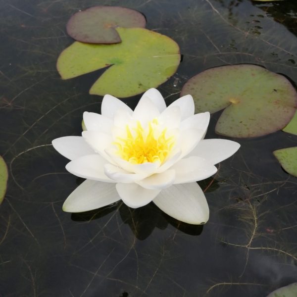Nymphaea White Sultan – The Water Garden