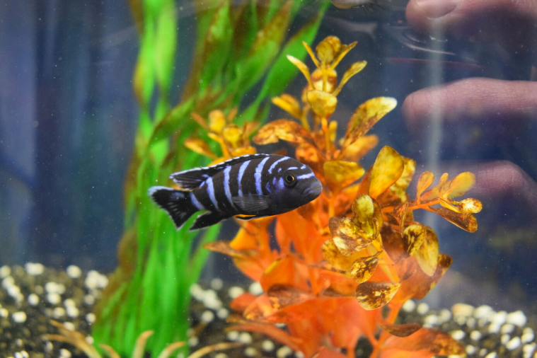 Coldwater Fish – The Water Garden