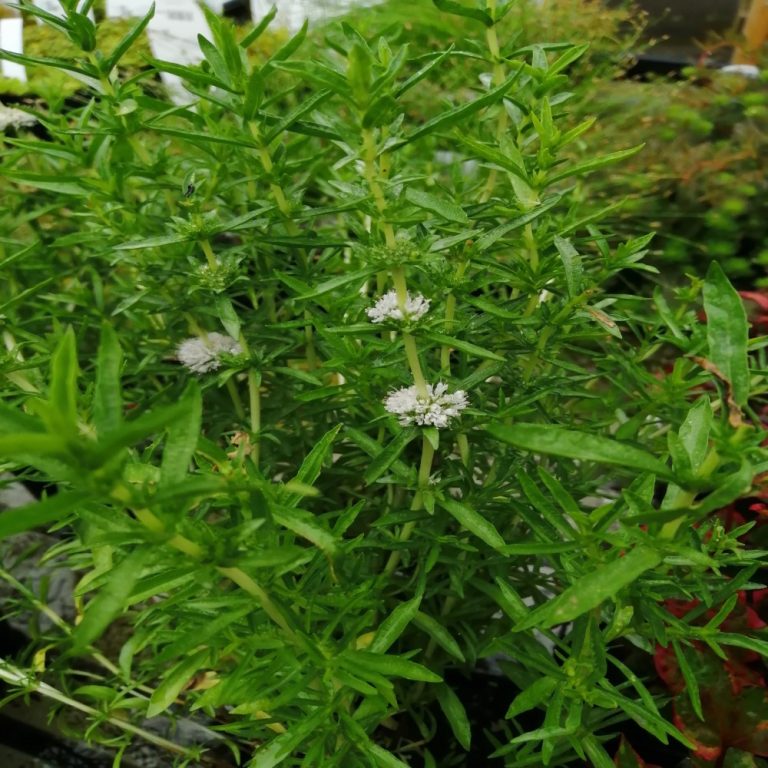 Preslia Cervina Alba – The Water Garden