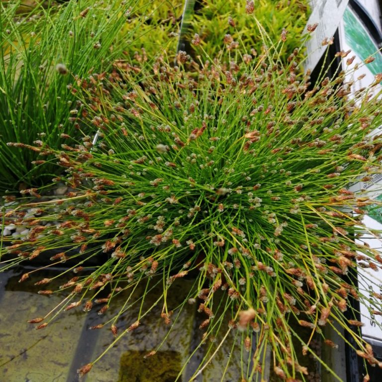 Scirpus Cernuus – The Water Garden