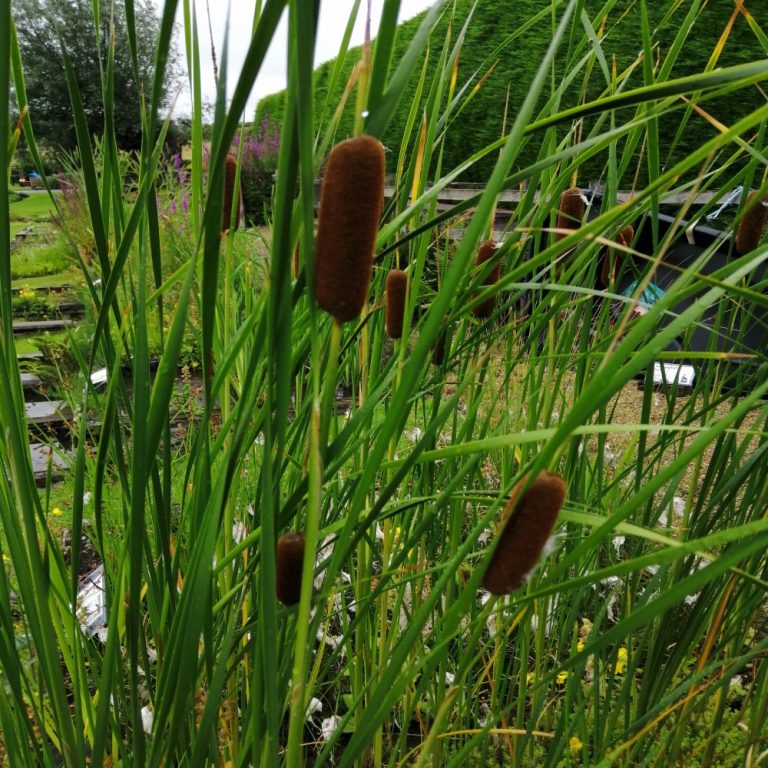 Typha Angustifolia – The Water Garden