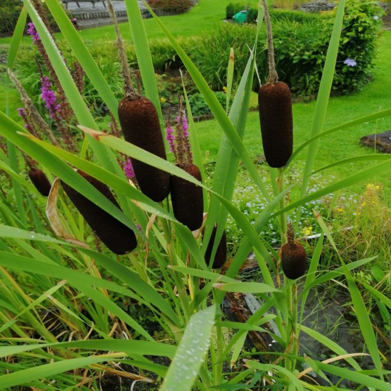 Typha Latifolia – The Water Garden
