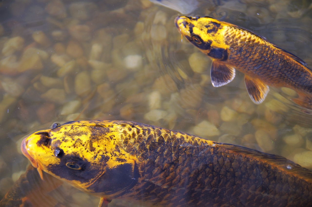 Coldwater Fish – The Water Garden